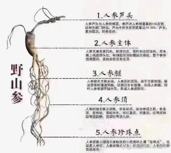山参和人参的区别_野生与栽培差异在哪-第2张图片-山城妙识