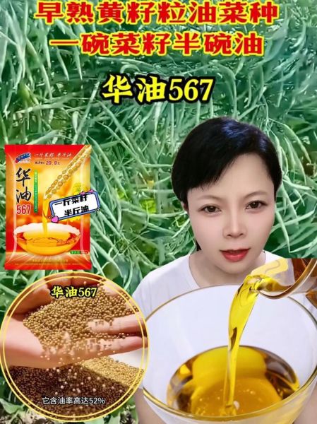 甘蓝型油菜种植技术_甘蓝型油菜亩产多少斤-第1张图片-山城妙识