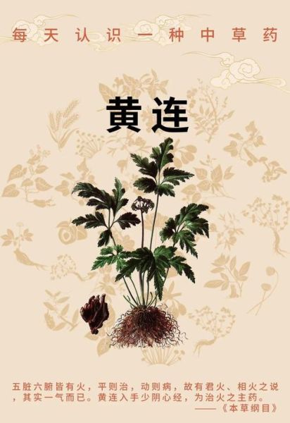 黄莲功效作用与主治功能_黄莲能治疗哪些疾病-第1张图片-山城妙识