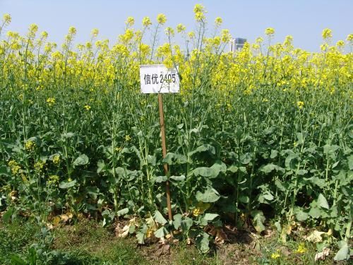 甘蓝型油菜种植技术_甘蓝型油菜亩产多少斤-第3张图片-山城妙识