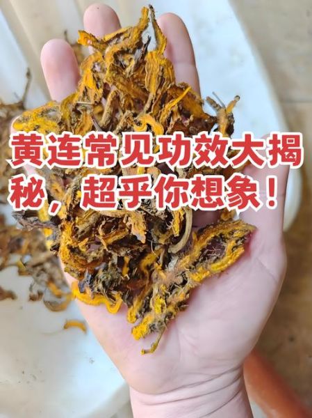 黄莲功效作用与主治功能_黄莲能治疗哪些疾病-第3张图片-山城妙识