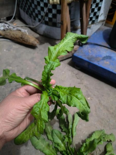 香荠菜长什么样_香荠菜和荠菜区别-第2张图片-山城妙识