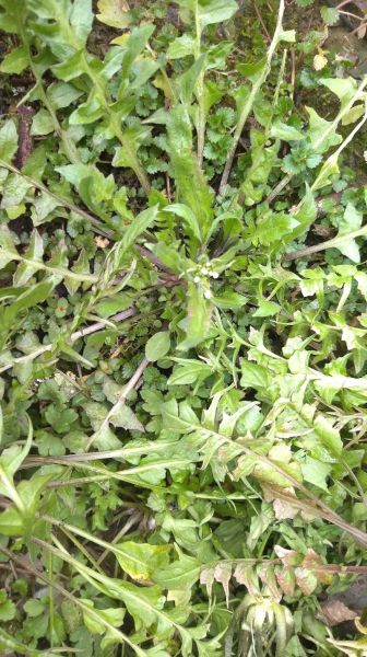 香荠菜长什么样_香荠菜和荠菜区别-第1张图片-山城妙识