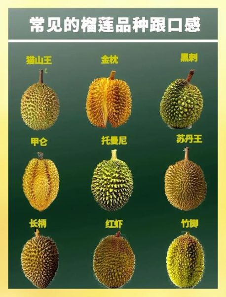 榴莲品种十大排名_哪种最好吃-第3张图片-山城妙识