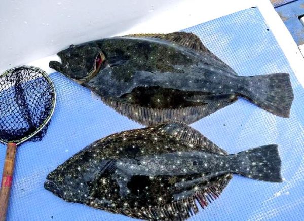 鸦片鱼禁忌人群_哪些人不能吃鸦片鱼-第2张图片-山城妙识