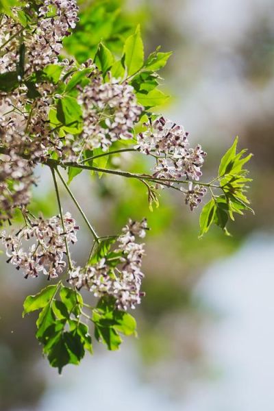 楝怎么读_楝树是什么植物-第1张图片-山城妙识