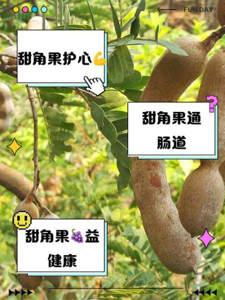 甜角树怎么种_甜角树几年结果-第3张图片-山城妙识 甜角树怎么种_甜角树几年结果-第3张图片-山城妙识