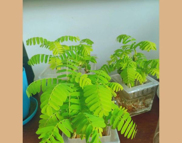 甜角树怎么种_甜角树几年结果-第2张图片-山城妙识 甜角树怎么种_甜角树几年结果-第2张图片-山城妙识