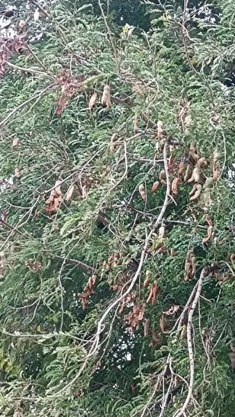 甜角树怎么种_甜角树几年结果-第1张图片-山城妙识 甜角树怎么种_甜角树几年结果-第1张图片-山城妙识