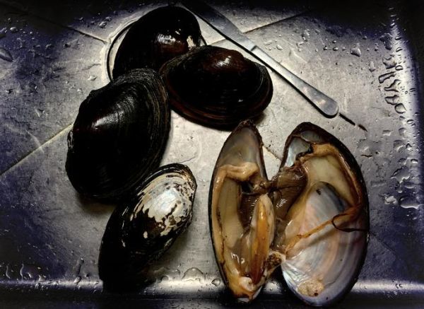 野生小河蚌怎么清洗_野生小河蚌怎么做好吃-第1张图片-山城妙识 野生小河蚌怎么清洗_野生小河蚌怎么做好吃-第1张图片-山城妙识