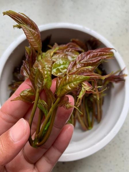 香椿拌豆腐怎么做_香椿拌豆腐的营养价值-第1张图片-山城妙识 香椿拌豆腐怎么做_香椿拌豆腐的营养价值-第1张图片-山城妙识