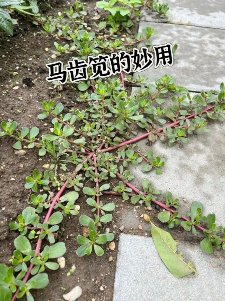 马齿苋治疗白发真的有用吗_马齿苋治白发多久见效-第2张图片-山城妙识 马齿苋治疗白发真的有用吗_马齿苋治白发多久见效-第2张图片-山城妙识