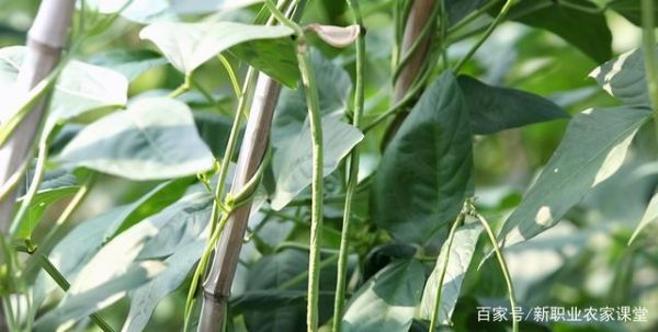 豆角电影电视剧官网怎么找_豆角影视最新网址是多少-第2张图片-山城妙识