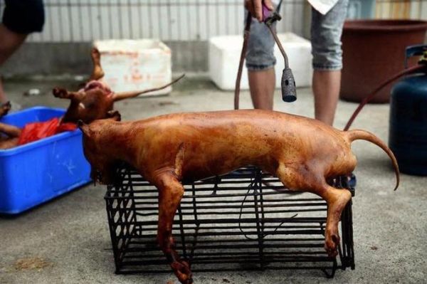 玉林狗肉节什么时候_玉林狗肉节争议焦点-第2张图片-山城妙识