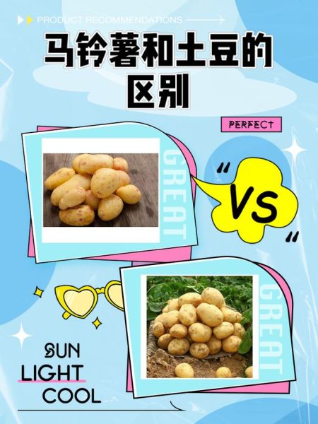 土豆和马铃薯的区别_哪个更常见-第1张图片-山城妙识