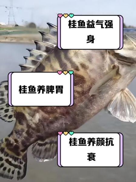 桂鱼的营养价值_桂鱼的功效与作用-第2张图片-山城妙识