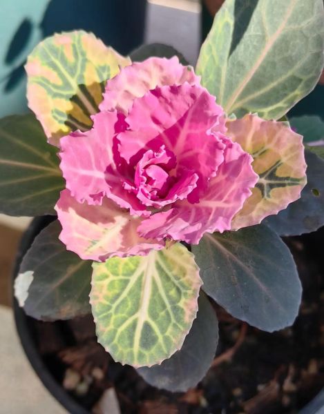 羽衣甘蓝颜色_羽衣甘蓝颜色怎么变深-第2张图片-山城妙识