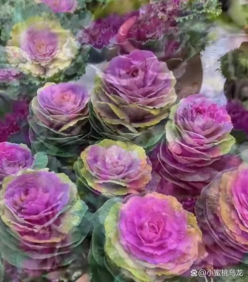 羽衣甘蓝颜色_羽衣甘蓝颜色怎么变深-第3张图片-山城妙识