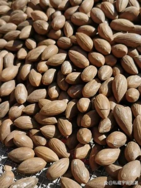 香榧子多少钱一斤_香榧子价格影响因素-第2张图片-山城妙识