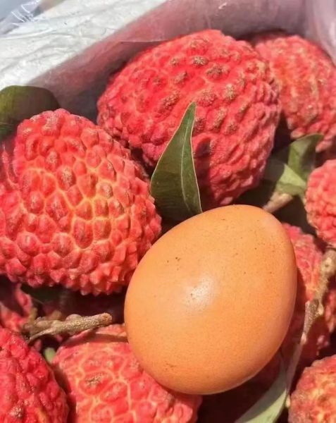 荔枝王多少钱一斤_荔枝王和普通荔枝区别-第2张图片-山城妙识 荔枝王多少钱一斤_荔枝王和普通荔枝区别-第2张图片-山城妙识