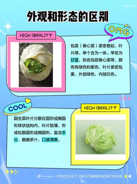 圆生菜和包菜的区别_哪个更适合减肥-第1张图片-山城妙识