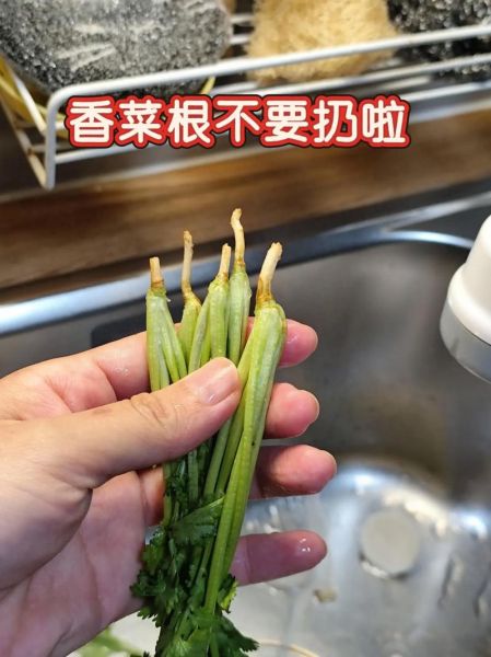 香菜根对男人的危害_男人吃香菜根会阳痿吗-第2张图片-山城妙识 香菜根对男人的危害_男人吃香菜根会阳痿吗-第2张图片-山城妙识