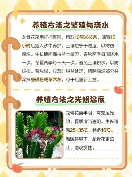 龙骨植物怎么养_龙骨花有毒吗-第1张图片-山城妙识 龙骨植物怎么养_龙骨花有毒吗-第1张图片-山城妙识