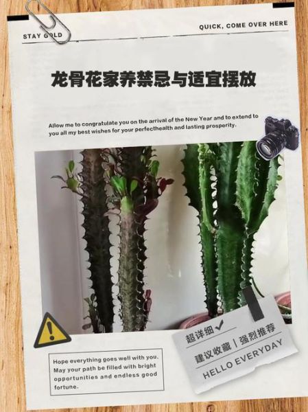 龙骨植物怎么养_龙骨花有毒吗-第3张图片-山城妙识 龙骨植物怎么养_龙骨花有毒吗-第3张图片-山城妙识