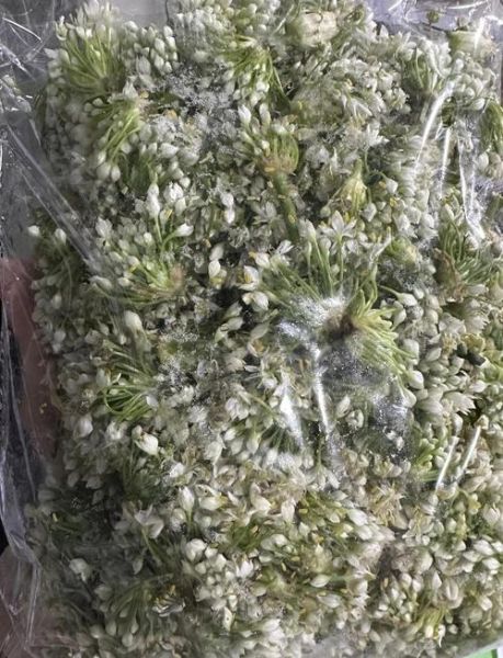 韭菜花结籽了还能做酱吗_韭菜花籽期制酱方法-第2张图片-山城妙识