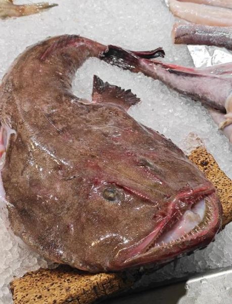 鮟鱇鱼的营养价值_孕妇能吃吗-第1张图片-山城妙识 鮟鱇鱼的营养价值_孕妇能吃吗-第1张图片-山城妙识