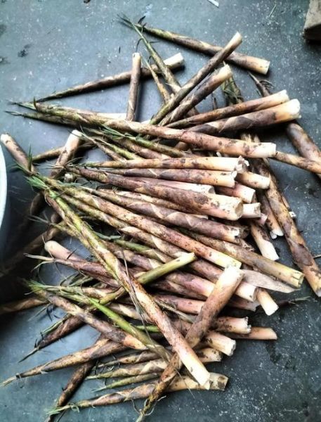 竹笋尖怎么做好吃_竹笋尖的家常做法大全-第1张图片-山城妙识