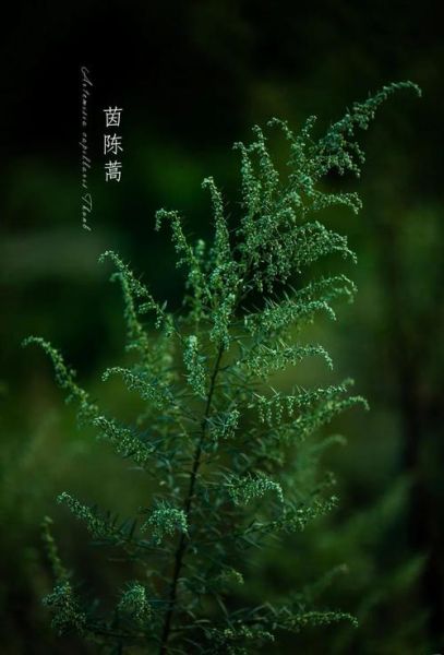 茵陈蒿图片长什么样_茵陈蒿和艾草怎么区分-第3张图片-山城妙识 茵陈蒿图片长什么样_茵陈蒿和艾草怎么区分-第3张图片-山城妙识