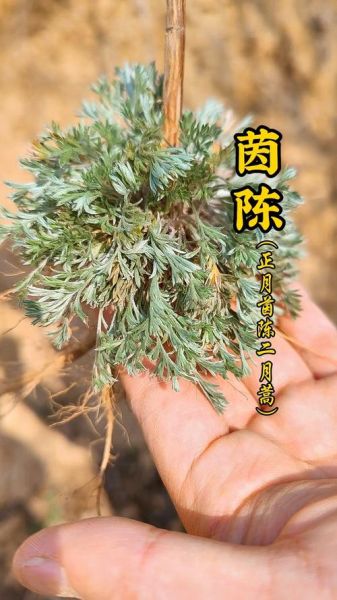 茵陈蒿图片长什么样_茵陈蒿和艾草怎么区分-第2张图片-山城妙识 茵陈蒿图片长什么样_茵陈蒿和艾草怎么区分-第2张图片-山城妙识