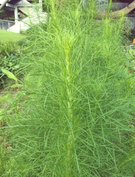 茵陈蒿图片长什么样_茵陈蒿和艾草怎么区分-第1张图片-山城妙识 茵陈蒿图片长什么样_茵陈蒿和艾草怎么区分-第1张图片-山城妙识