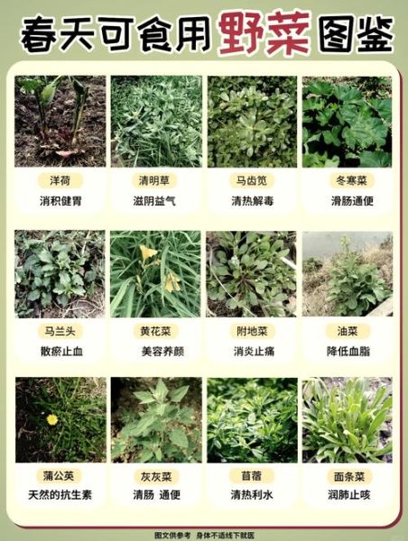 苦苣菜和苦菊菜的区别_哪个更苦-第1张图片-山城妙识 苦苣菜和苦菊菜的区别_哪个更苦-第1张图片-山城妙识