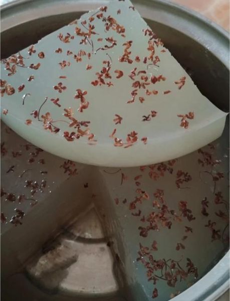 海石花有什么功效_海石花怎么吃最有营养-第3张图片-山城妙识 海石花有什么功效_海石花怎么吃最有营养-第3张图片-山城妙识