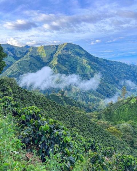 哥伦比亚咖啡产地在哪里_哥伦比亚咖啡风味特点-第1张图片-山城妙识