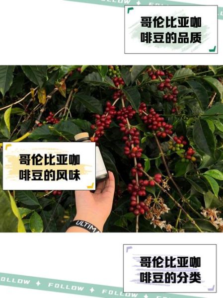 哥伦比亚咖啡产地在哪里_哥伦比亚咖啡风味特点-第2张图片-山城妙识