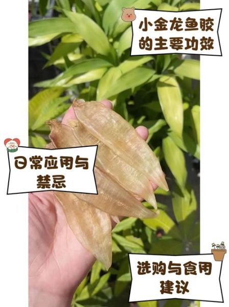 金龙鱼胶的功效与作用_金龙鱼胶怎么吃最好-第2张图片-山城妙识 金龙鱼胶的功效与作用_金龙鱼胶怎么吃最好-第2张图片-山城妙识