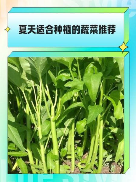 一年四季可以种什么蔬菜_适合阳台的四季蔬菜-第3张图片-山城妙识