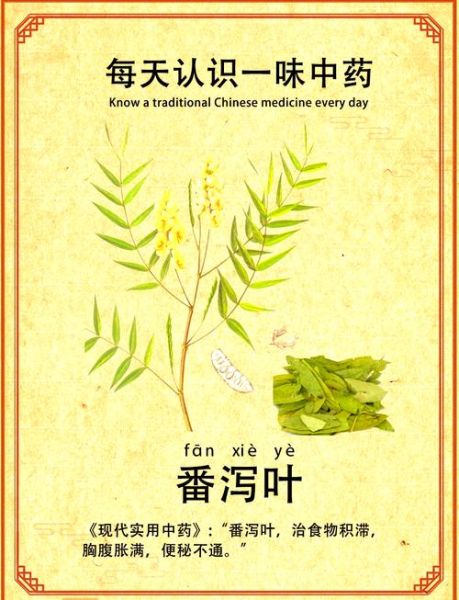 番泻叶能减肥吗_番泻叶减肥副作用-第3张图片-山城妙识 番泻叶能减肥吗_番泻叶减肥副作用-第3张图片-山城妙识