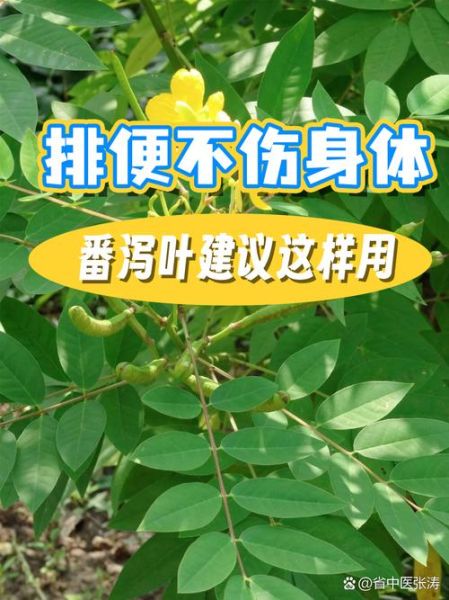 番泻叶能减肥吗_番泻叶减肥副作用-第2张图片-山城妙识 番泻叶能减肥吗_番泻叶减肥副作用-第2张图片-山城妙识