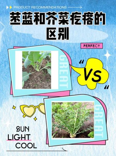 苤蓝和芥菜疙瘩的区别_哪个更好吃-第1张图片-山城妙识