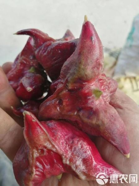 菱角怎么剥皮_菱角快速去皮技巧-第3张图片-山城妙识 菱角怎么剥皮_菱角快速去皮技巧-第3张图片-山城妙识