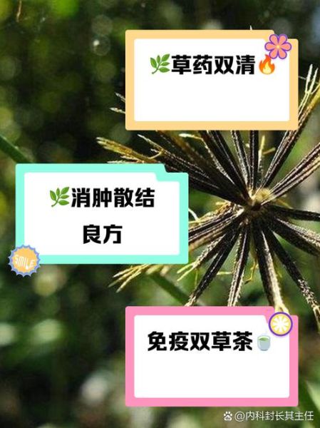 鬼针草能治什么病_鬼针草怎么泡水喝-第2张图片-山城妙识