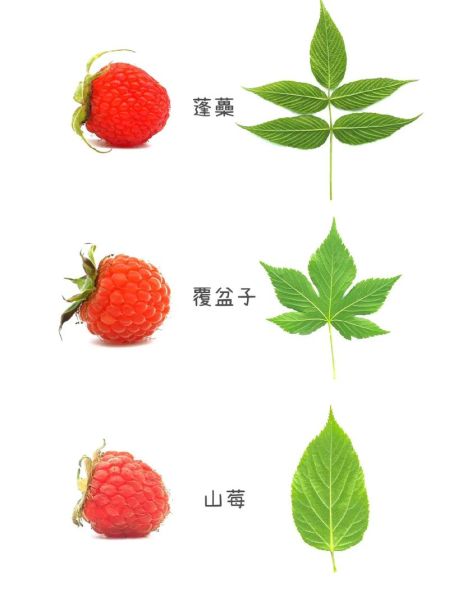 茅莓和覆盆子的区别_哪个更好吃-第1张图片-山城妙识
