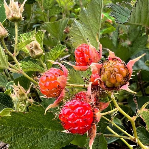 茅莓和覆盆子的区别_哪个更好吃-第2张图片-山城妙识