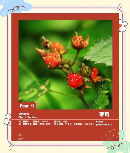 茅莓和覆盆子的区别_哪个更好吃-第3张图片-山城妙识