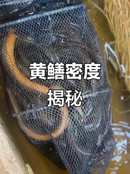 黄鳝鱼主播事件是怎么回事_黄鳝鱼主播事件真相-第3张图片-山城妙识