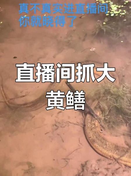 黄鳝鱼主播事件是怎么回事_黄鳝鱼主播事件真相-第1张图片-山城妙识